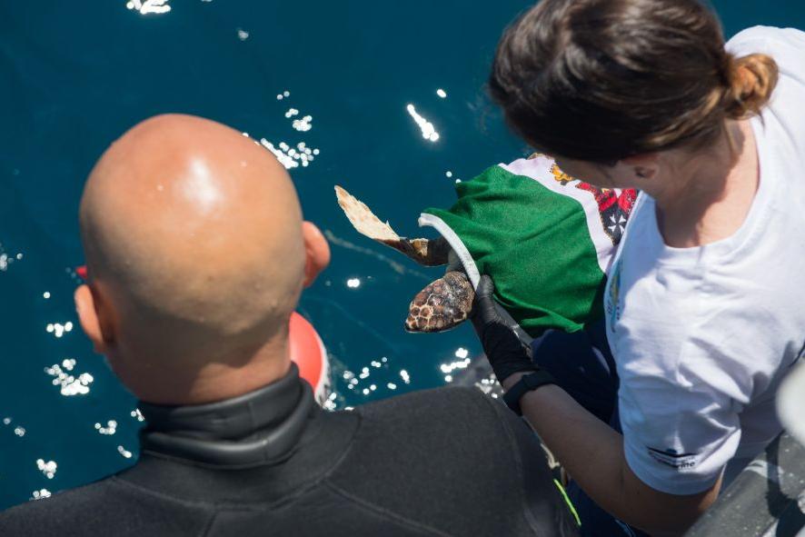 Fondazione Zoomarine e Guardia di Finanza rimettono in mare Gui, un ...